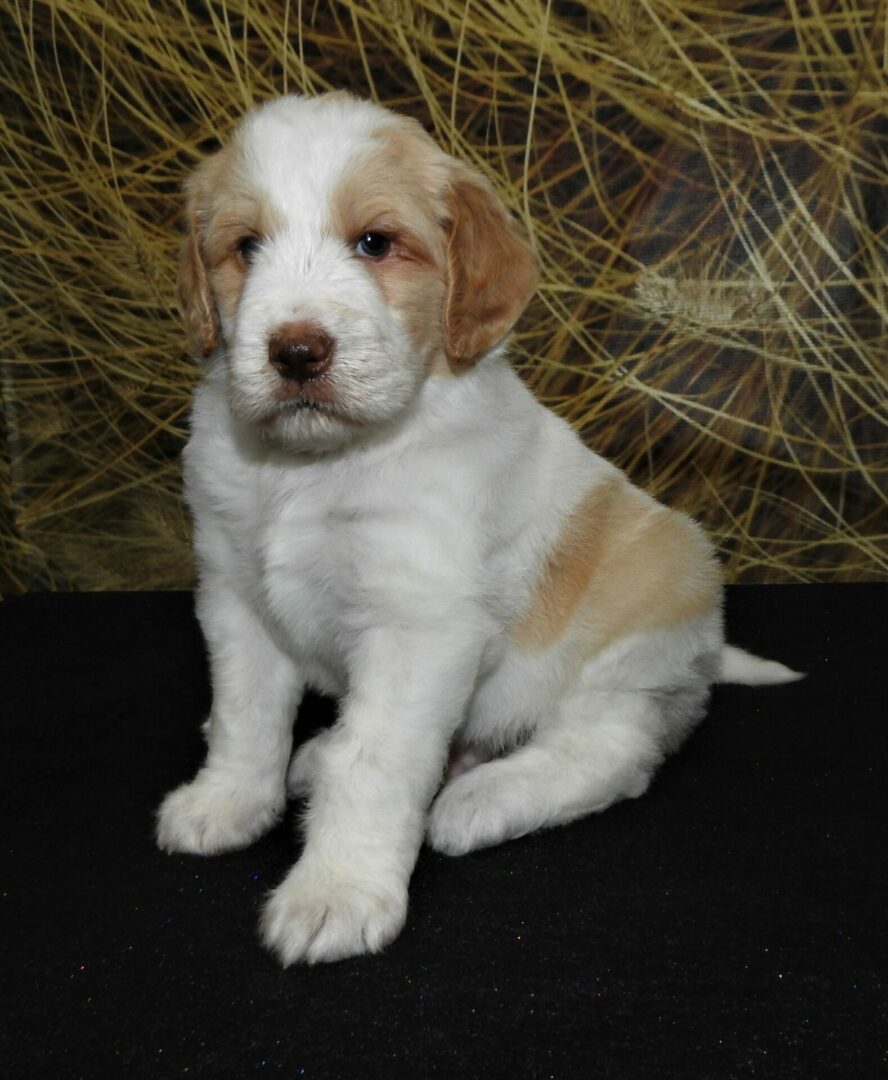 Calvin-2022 - Dog Gone Doodles