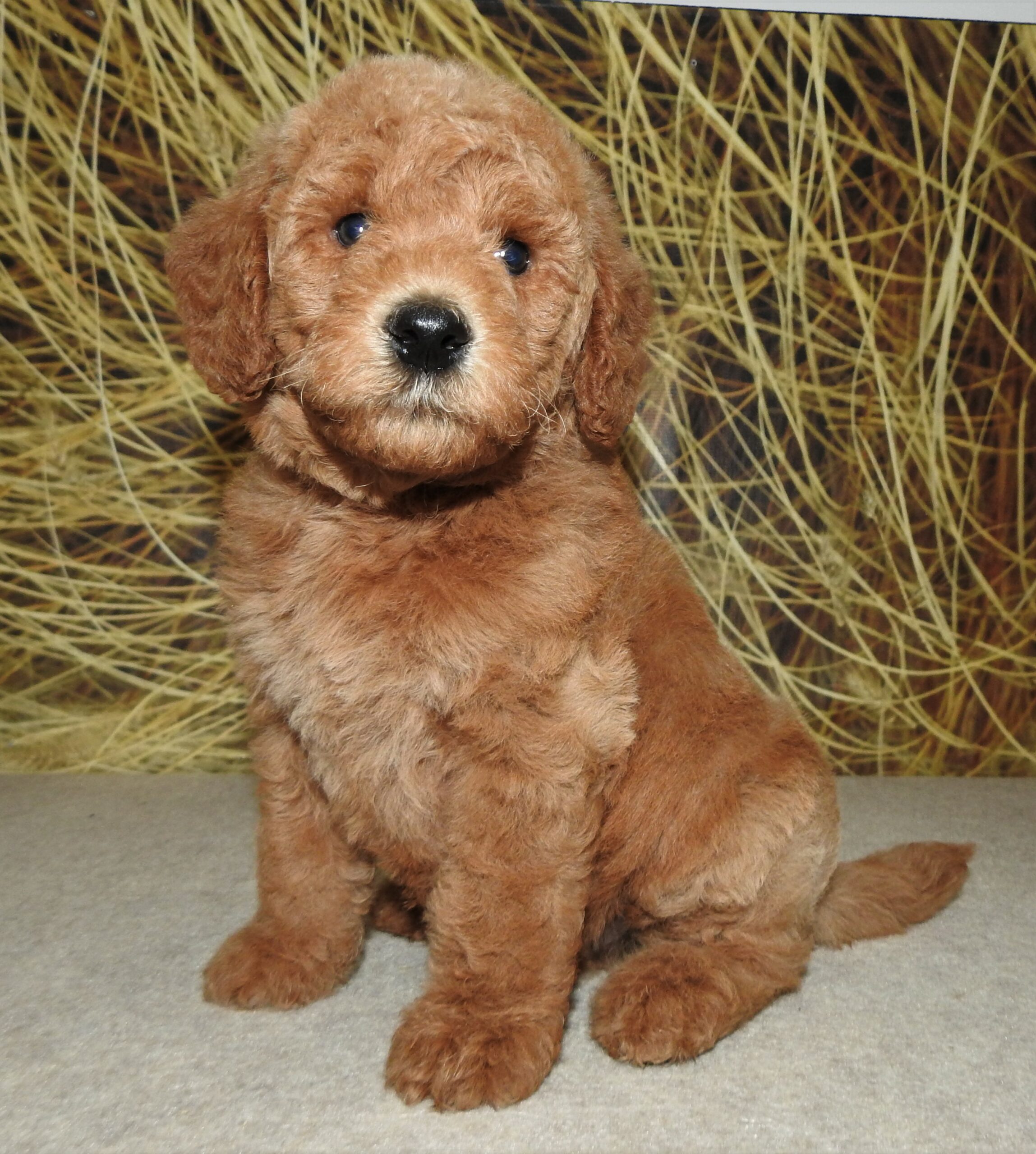 Highlander-2022 - Dog Gone Doodles