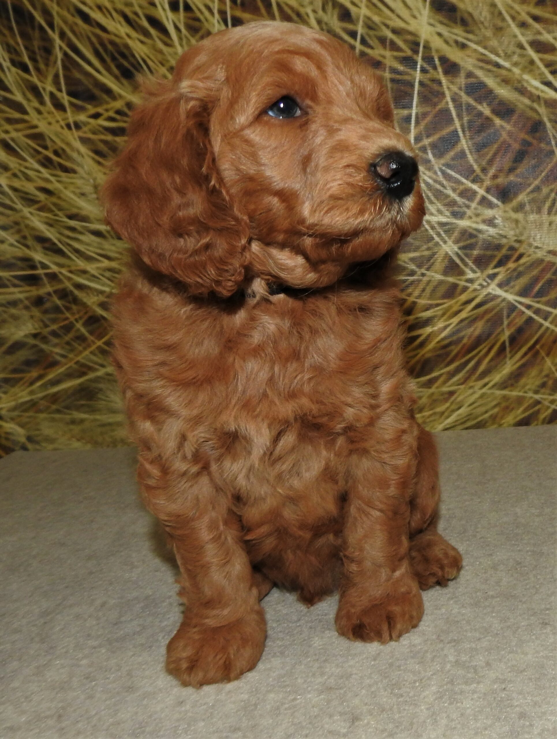 Huck-2022 - Dog Gone Doodles