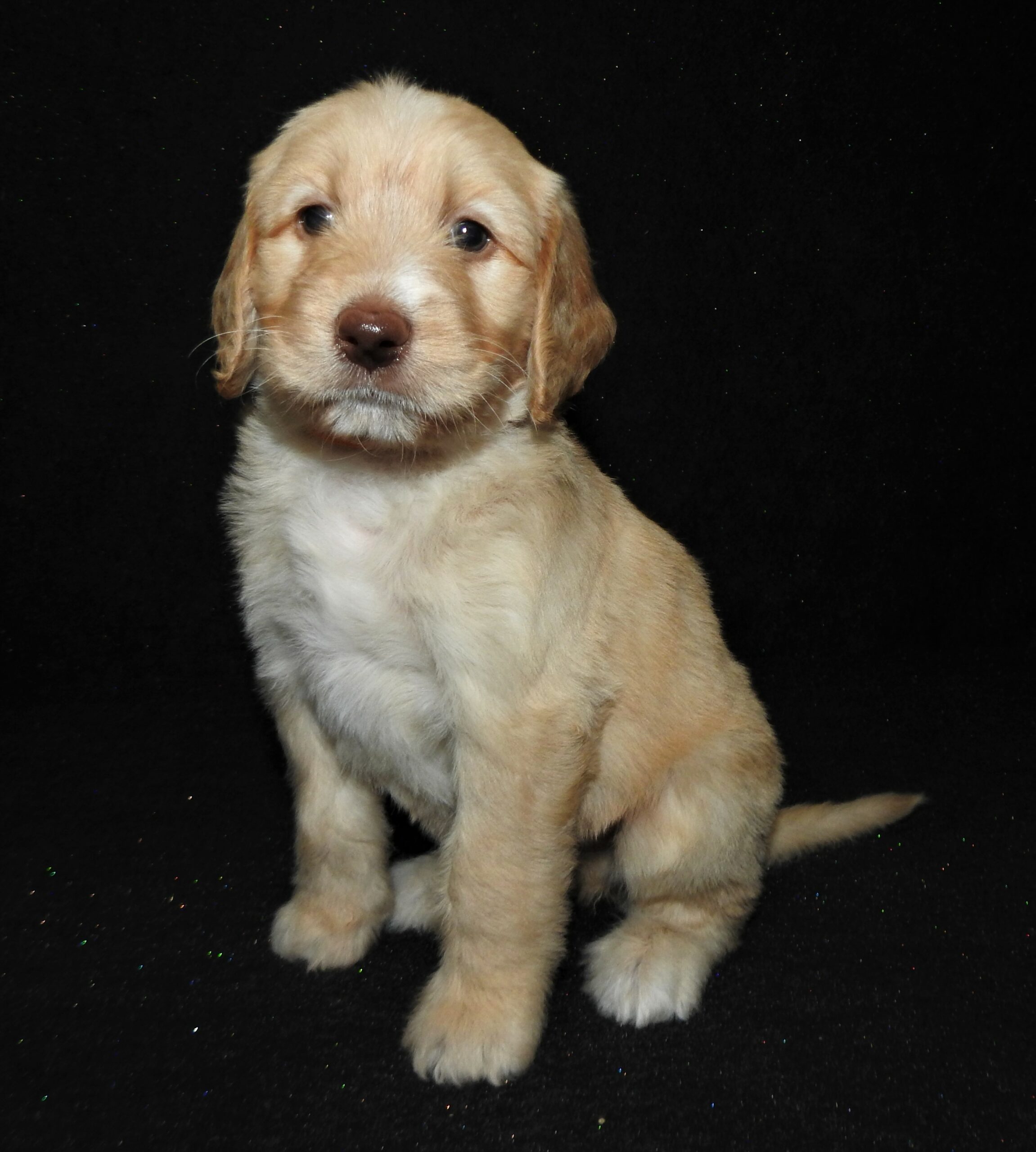 Creed-2022 - Dog Gone Doodles