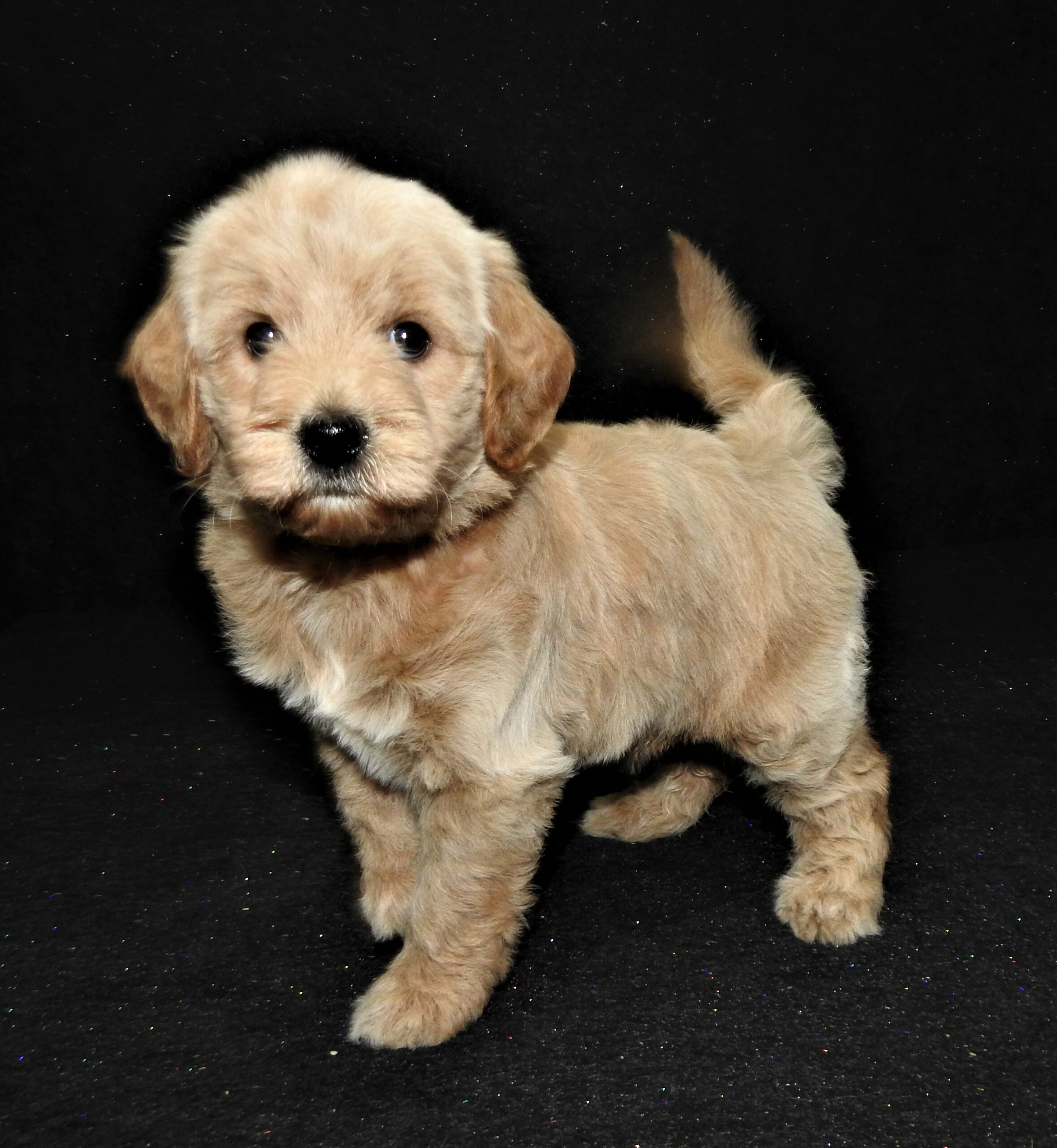 Reba-2023 - Dog Gone Doodles