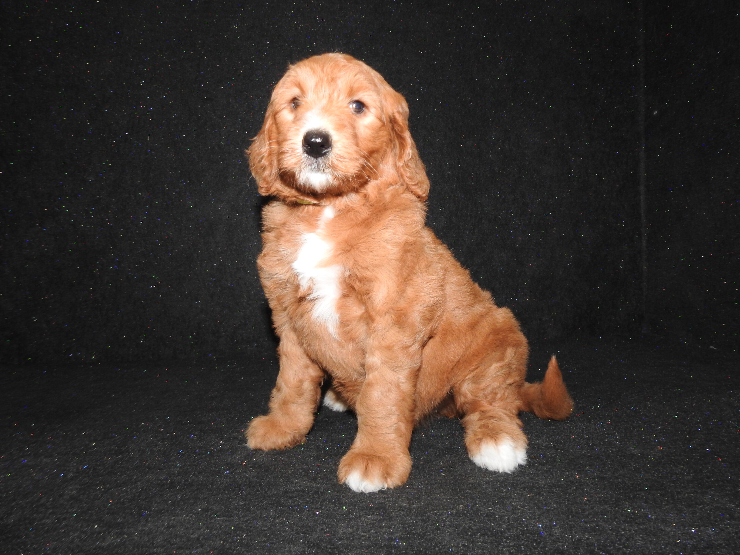 Genie-2023 - Dog Gone Doodles