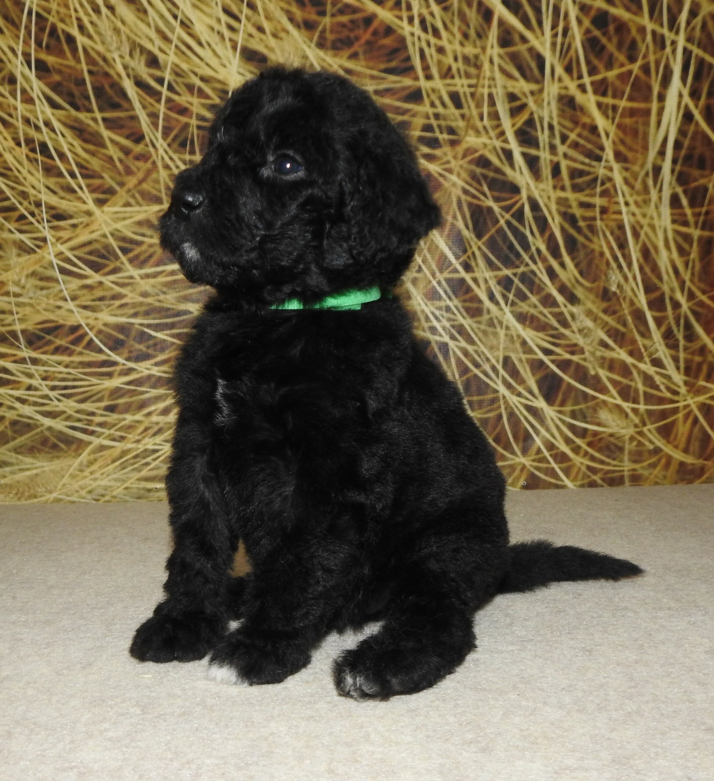 Carzan-23 - Dog Gone Doodles