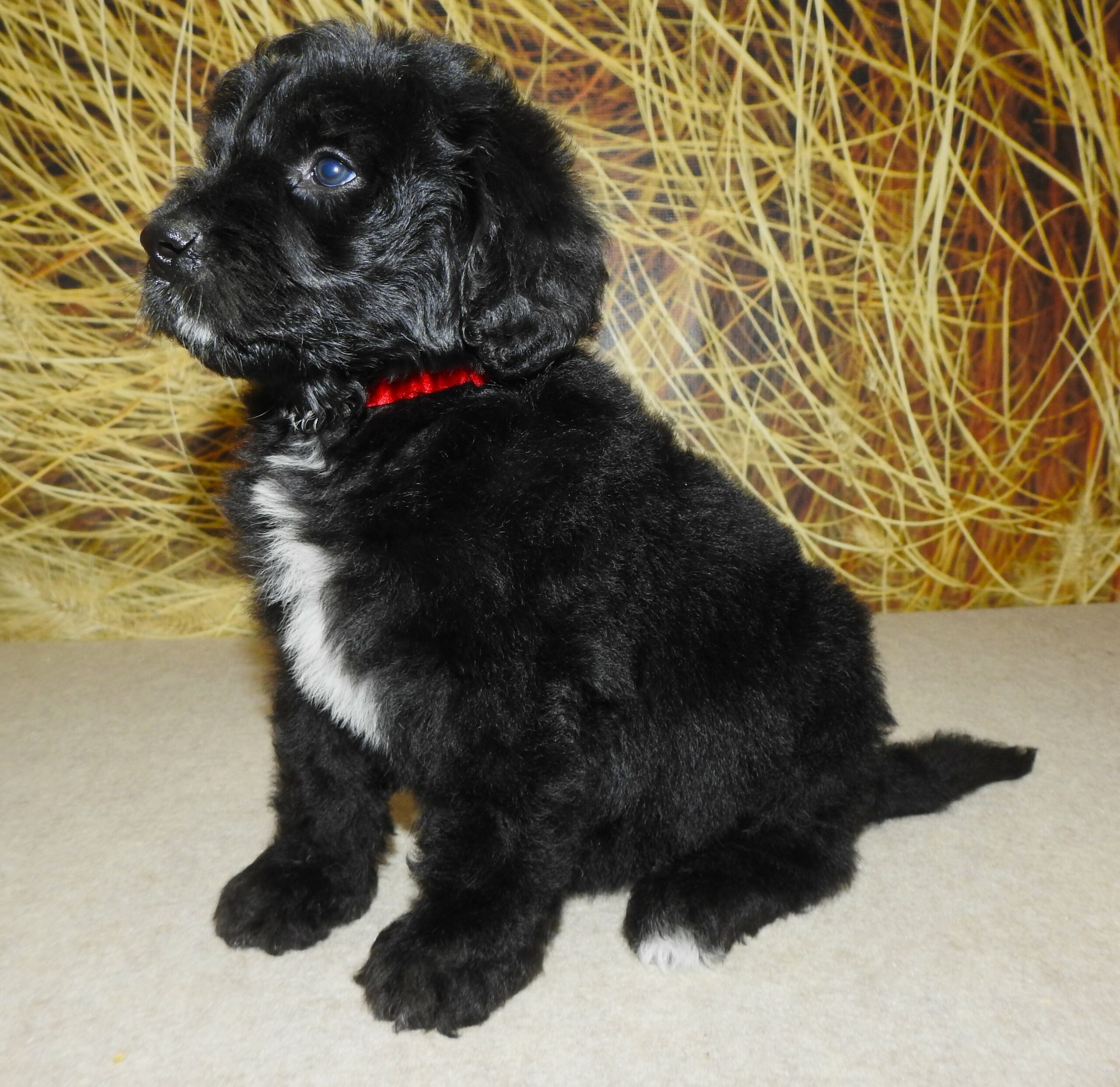 Skittles-23 - Dog Gone Doodles