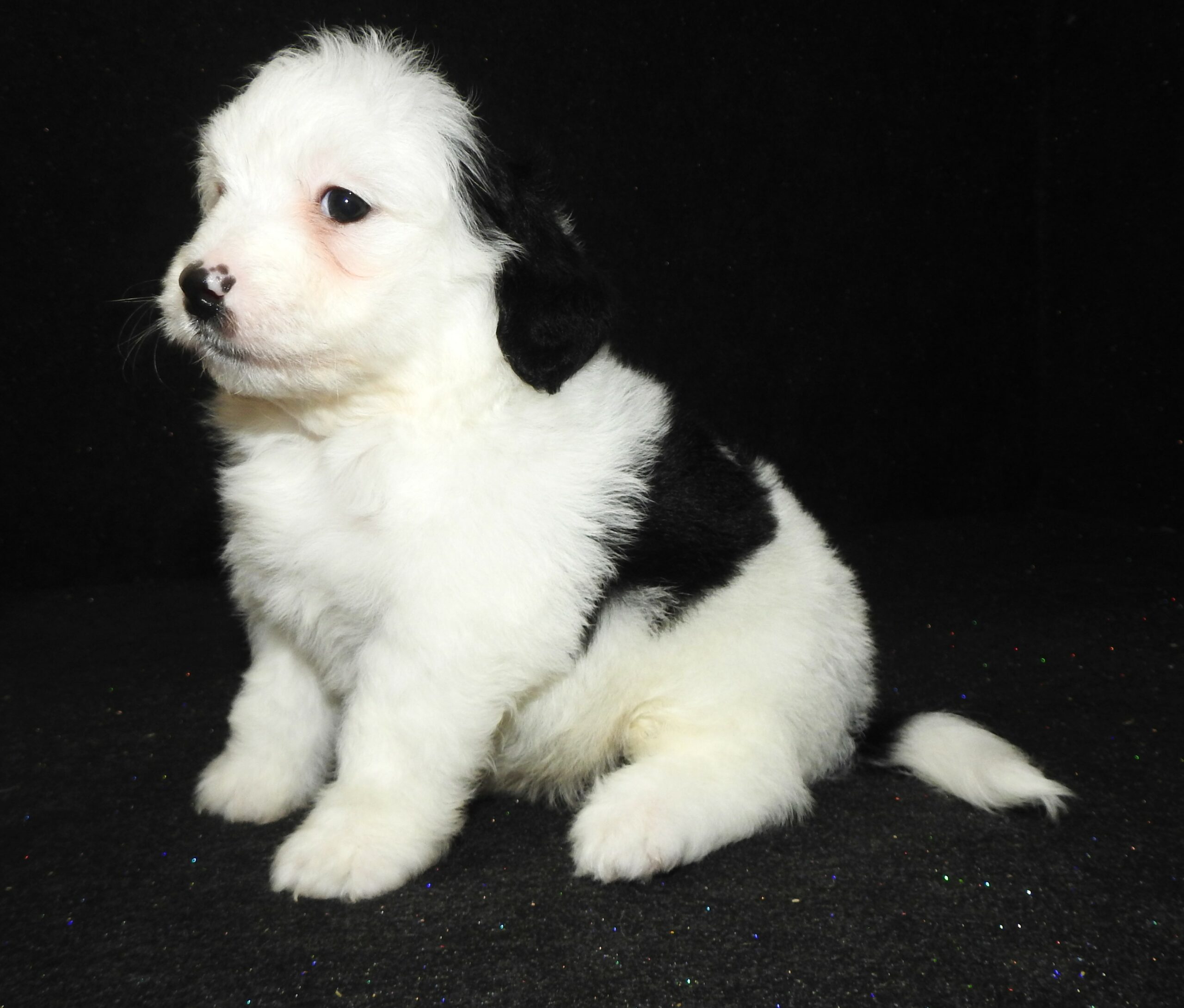 Aaron-23 - Dog Gone Doodles