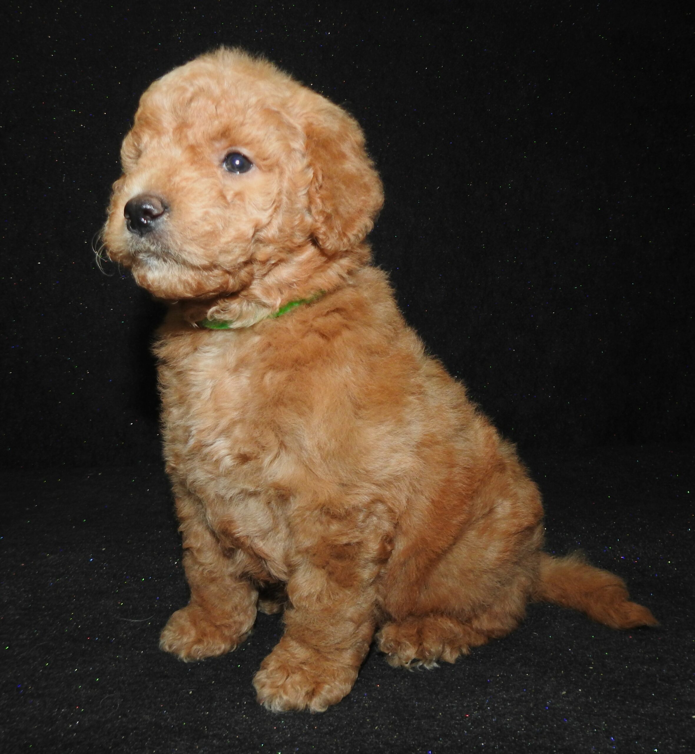 Ricky-23 - Dog Gone Doodles