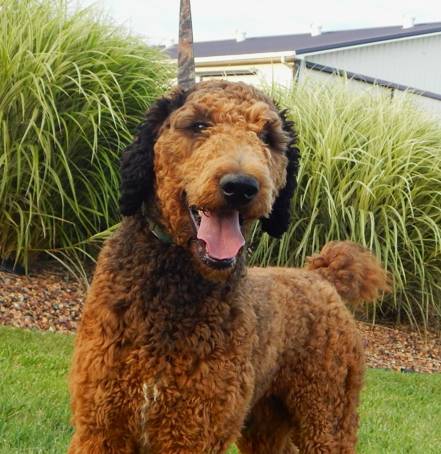 Upcoming Litters - Dog Gone Doodles