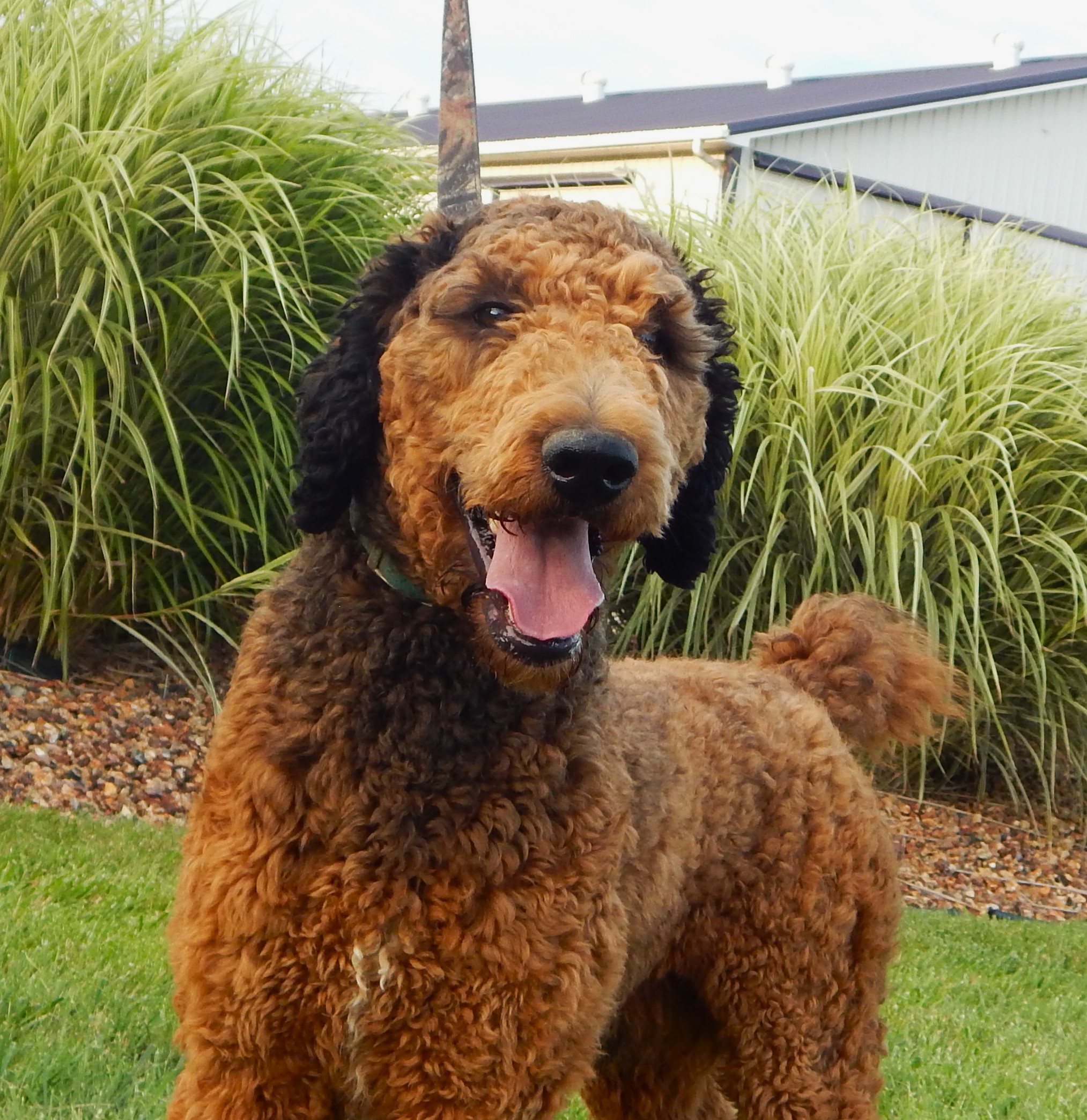 Our Dogs - Dog Gone Doodles