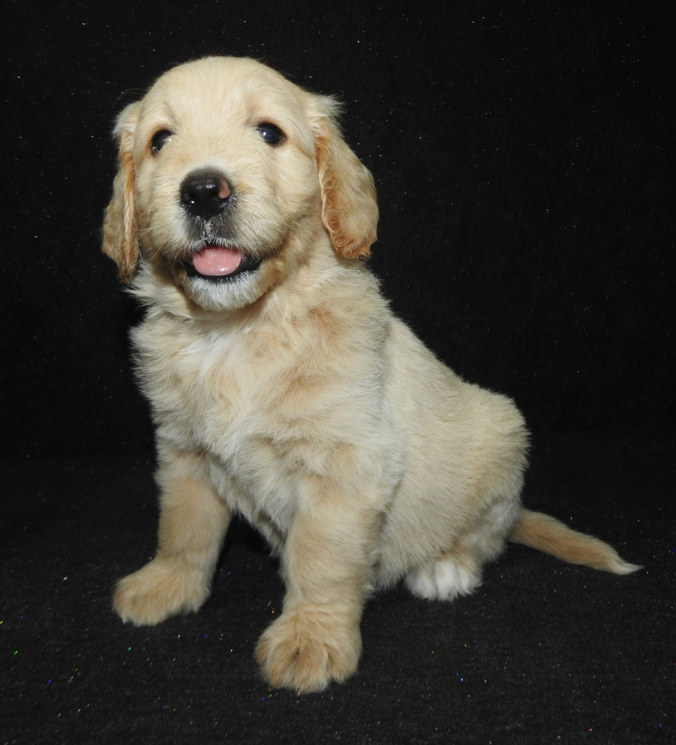 Giddy-23 - Dog Gone Doodles