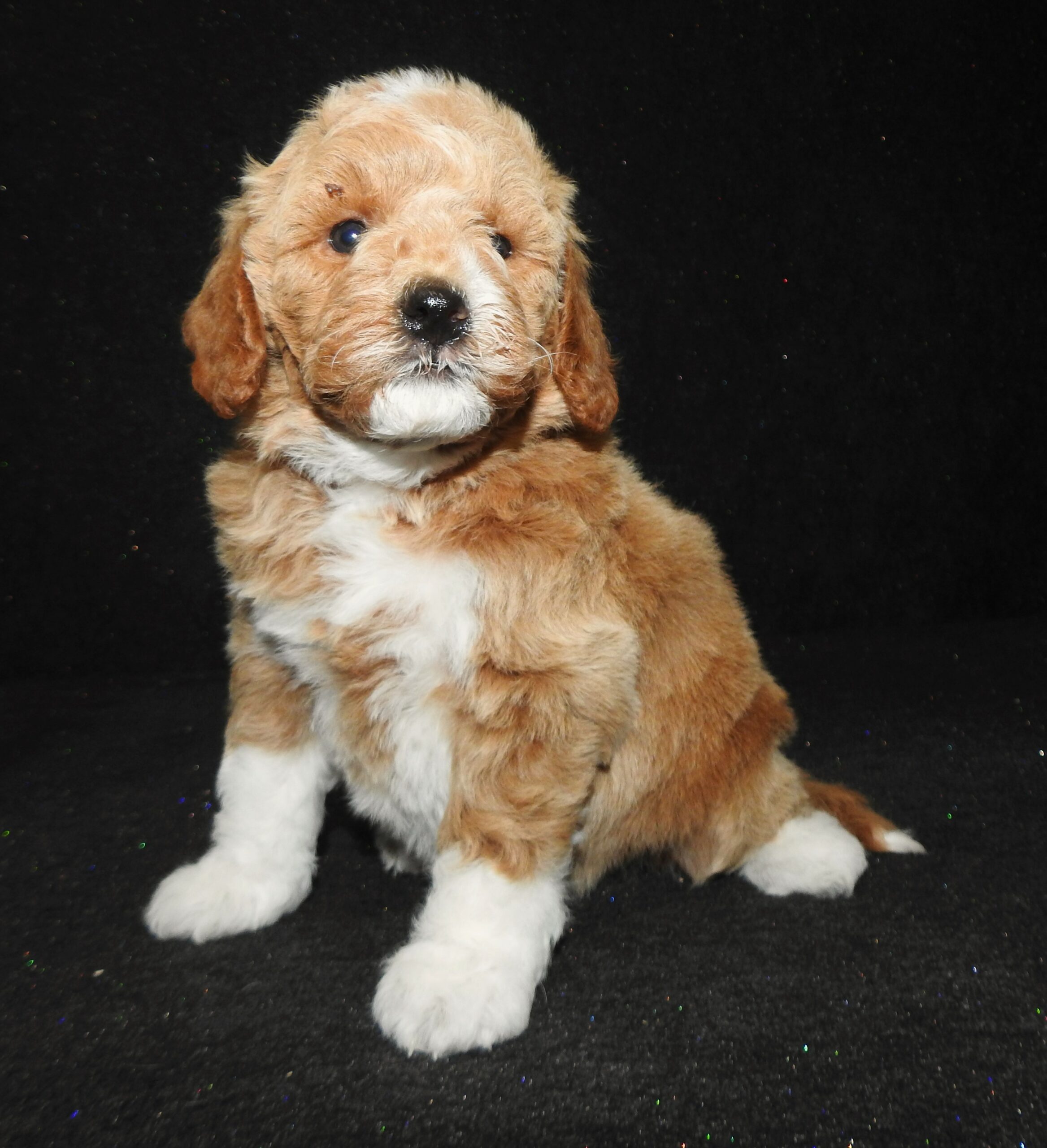 Gypsy-23 - Dog Gone Doodles