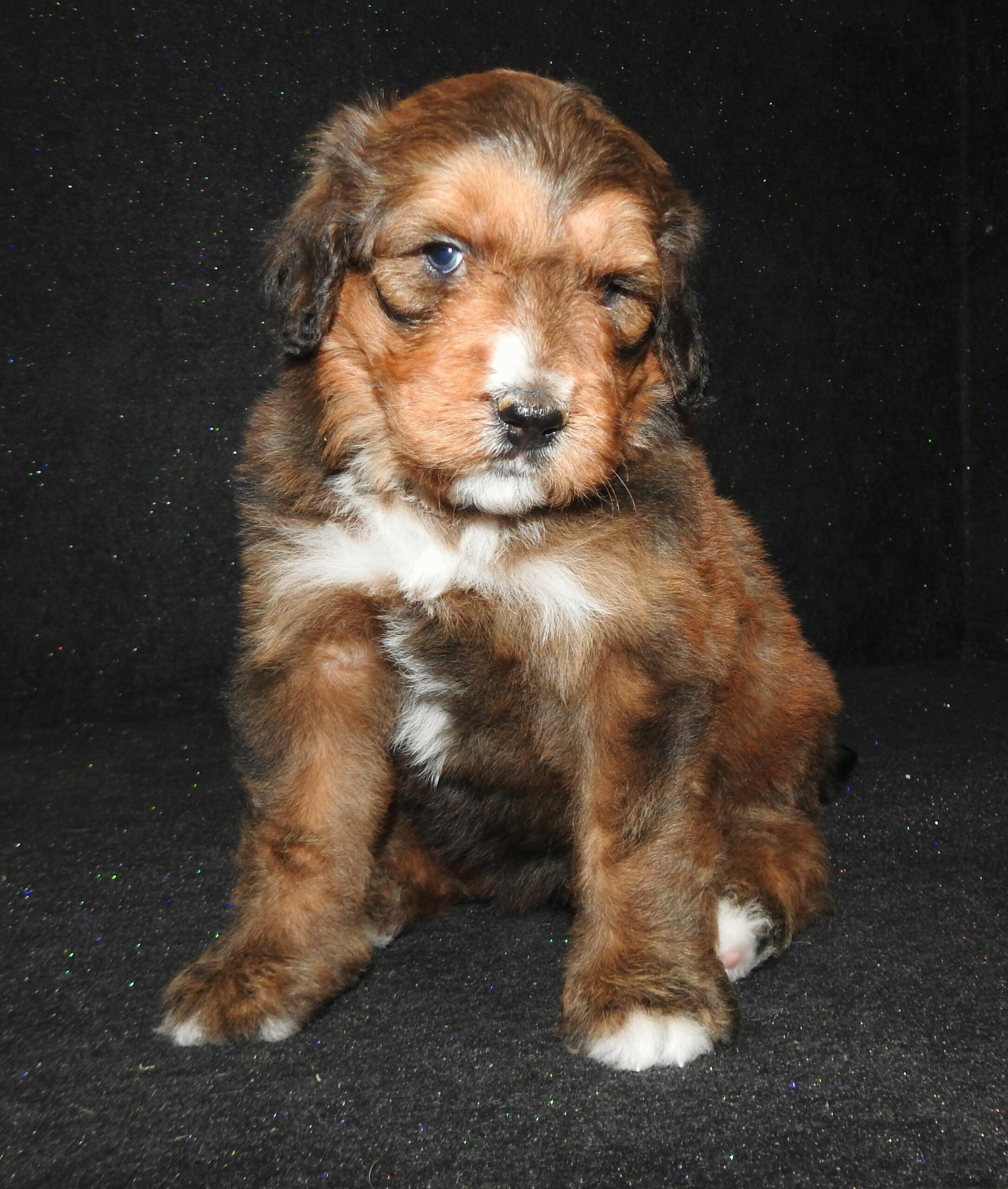 Lee-23 - Dog Gone Doodles