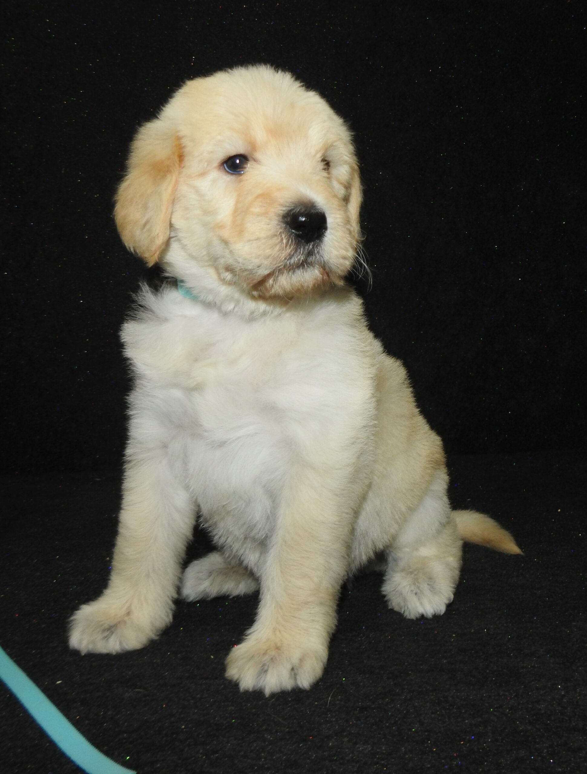 Kayla-23 - Dog Gone Doodles