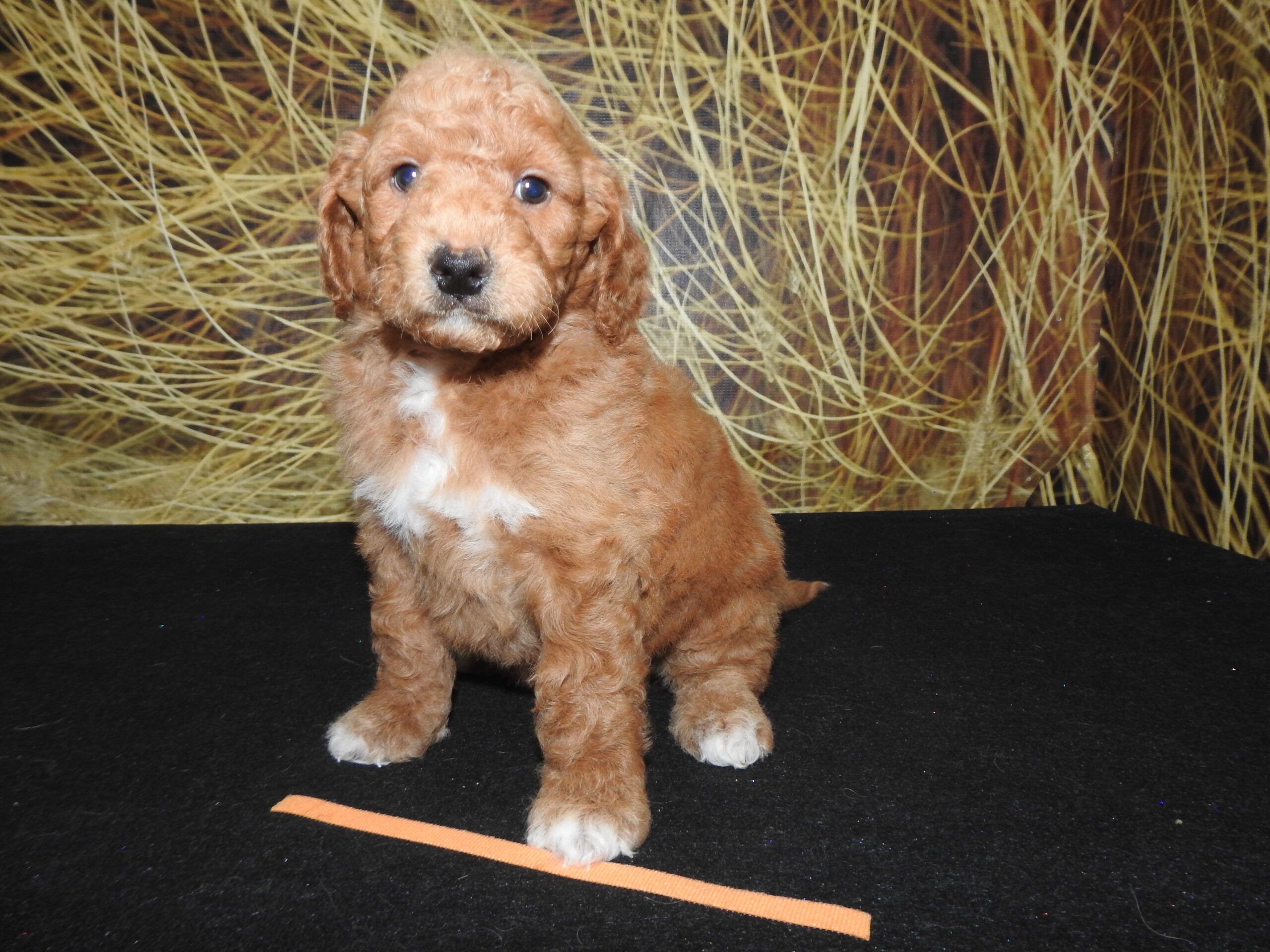 Koby-24 - Dog Gone Doodles