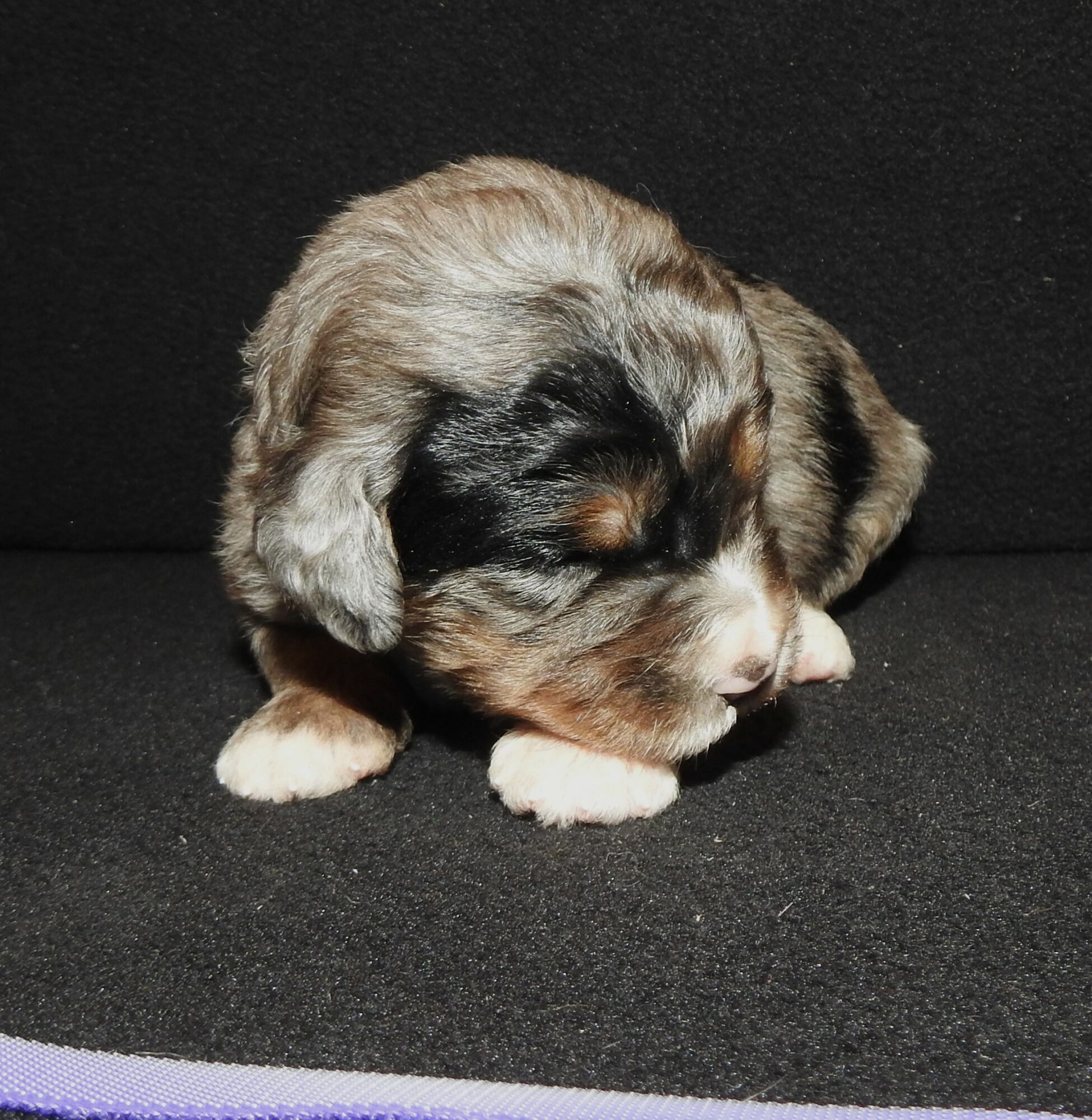 Kahlua-24 - Dog Gone Doodles