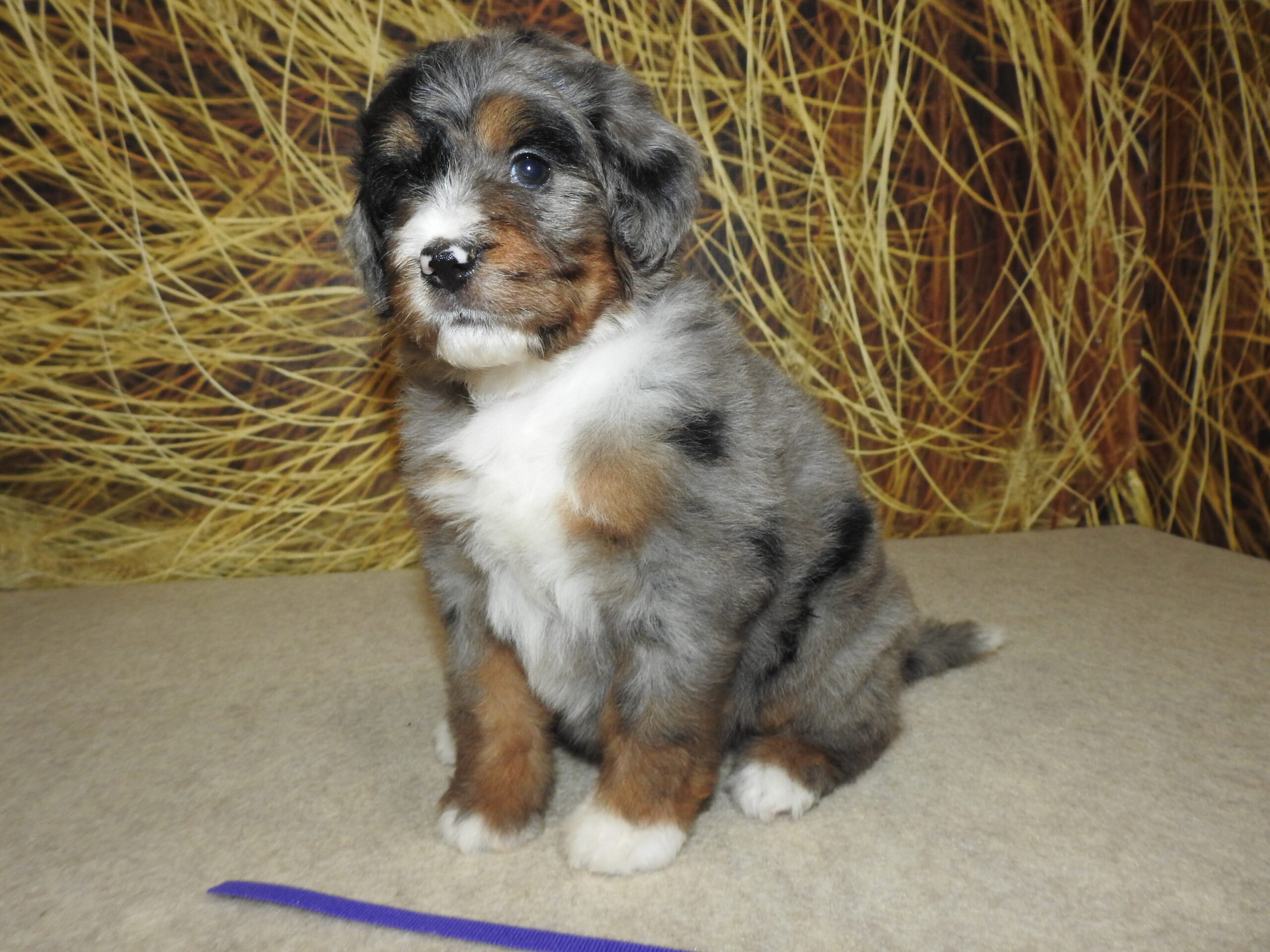 Kahlua-24 - Dog Gone Doodles