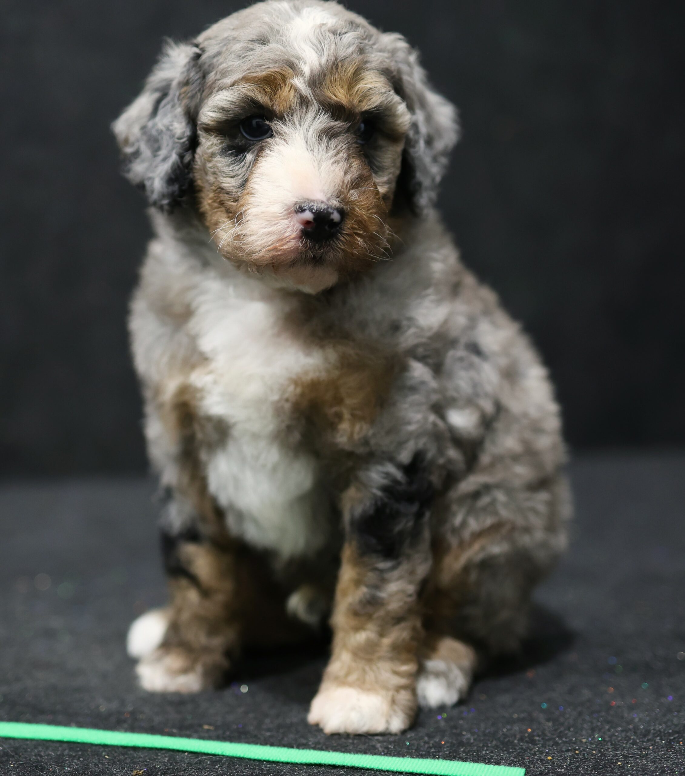 Alexander-24 - Dog Gone Doodles