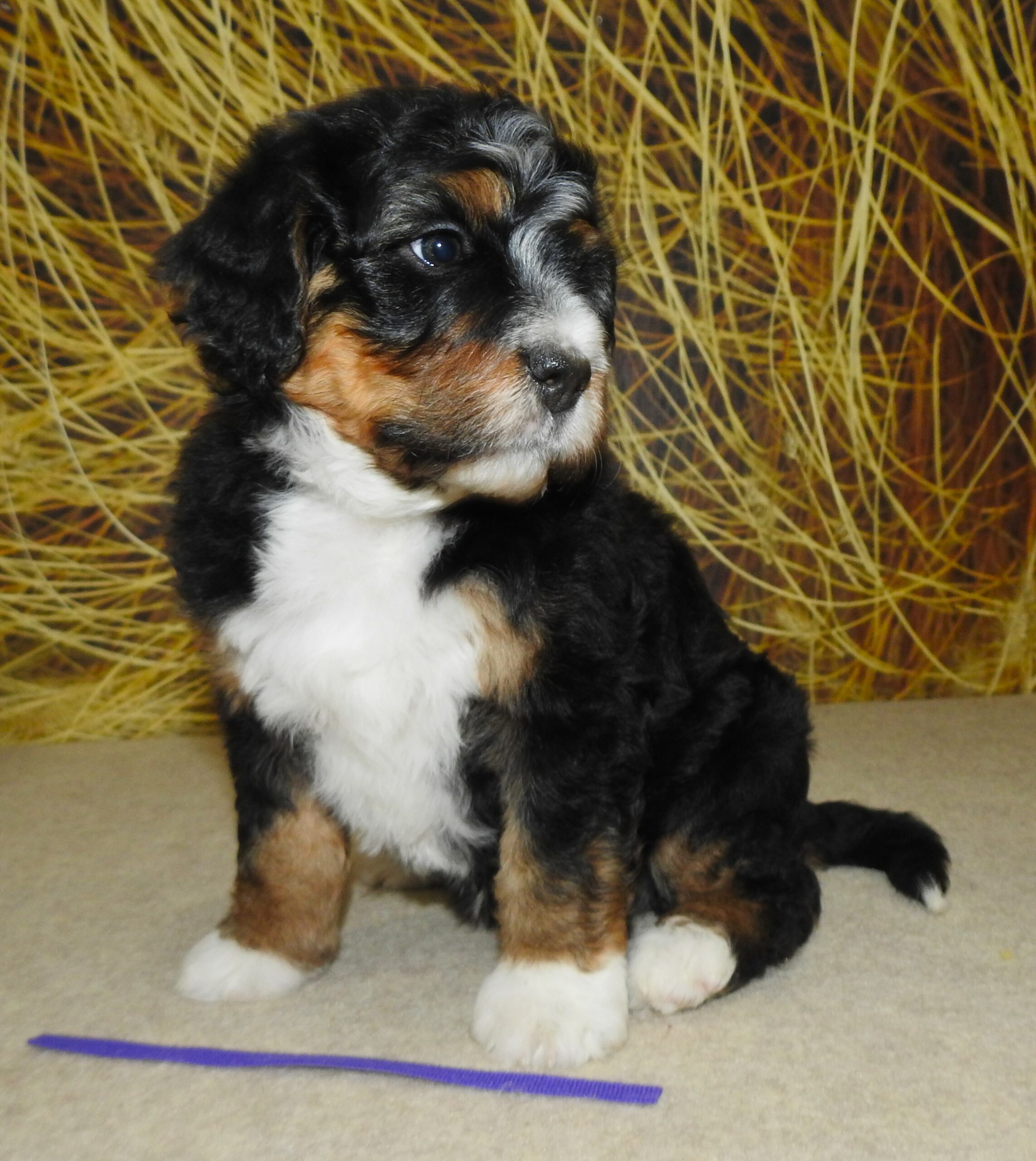 Hazel-24 - Dog Gone Doodles