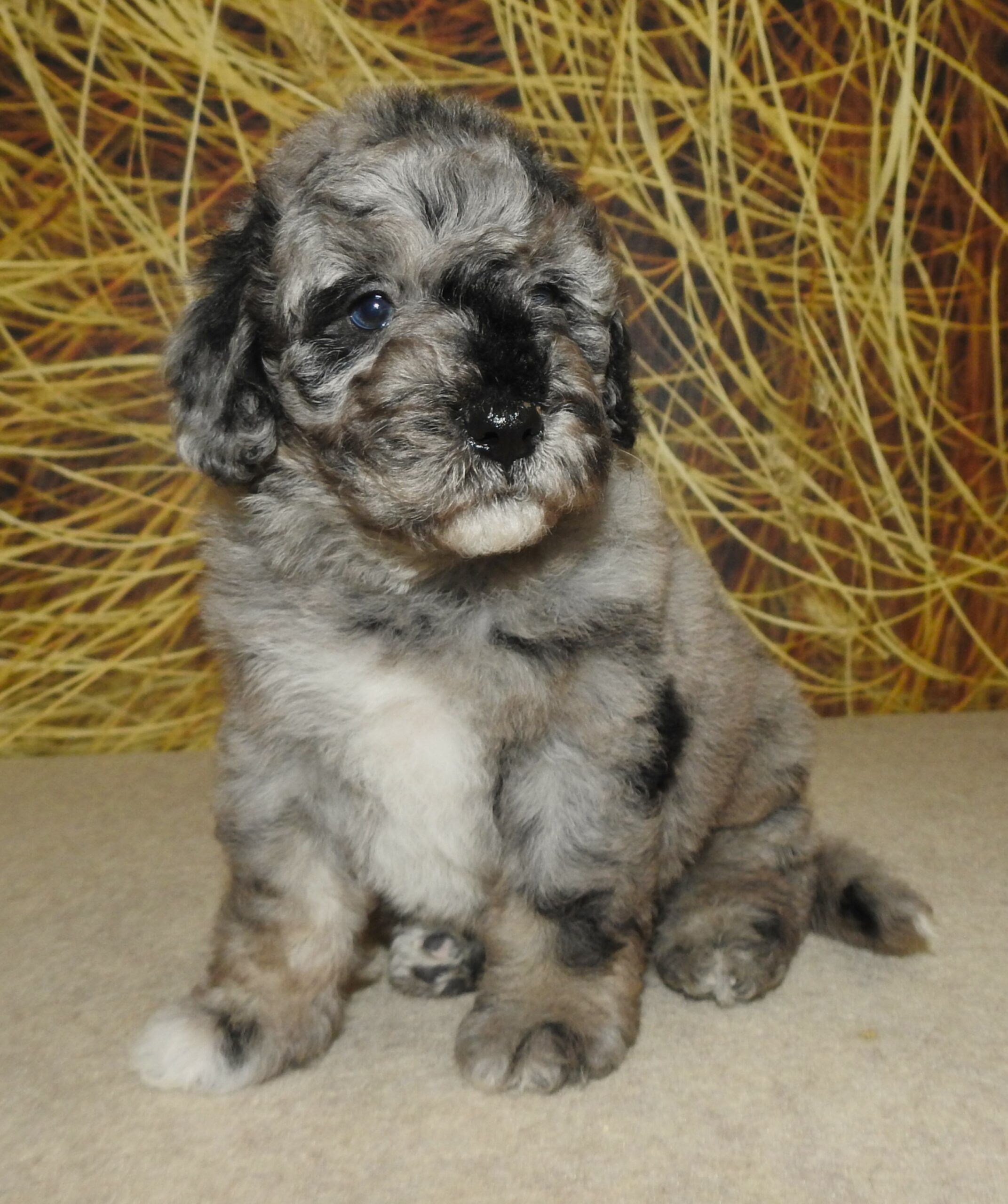 Samson-24 - Dog Gone Doodles