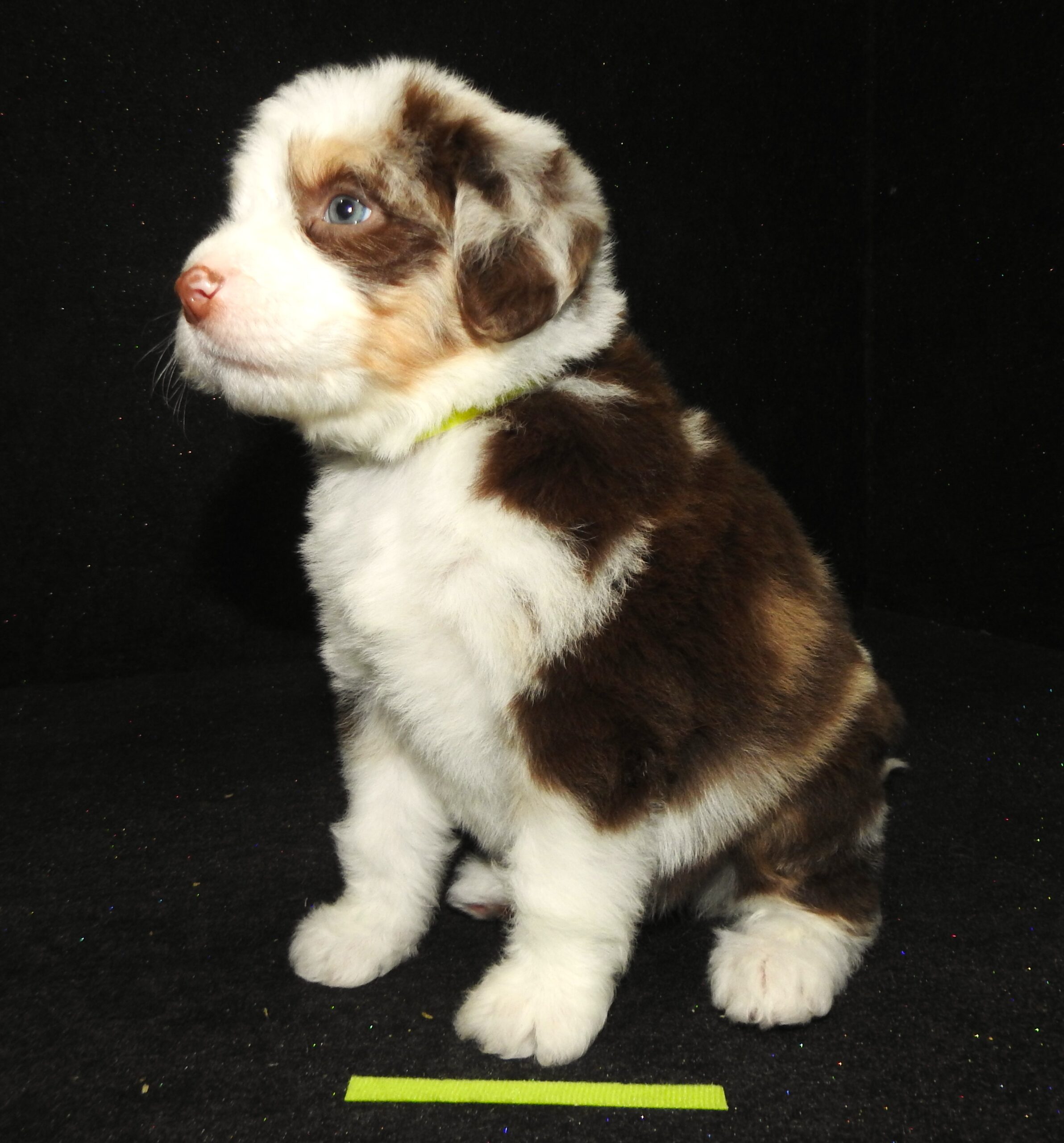 Adele-2025 - Dog Gone Doodles