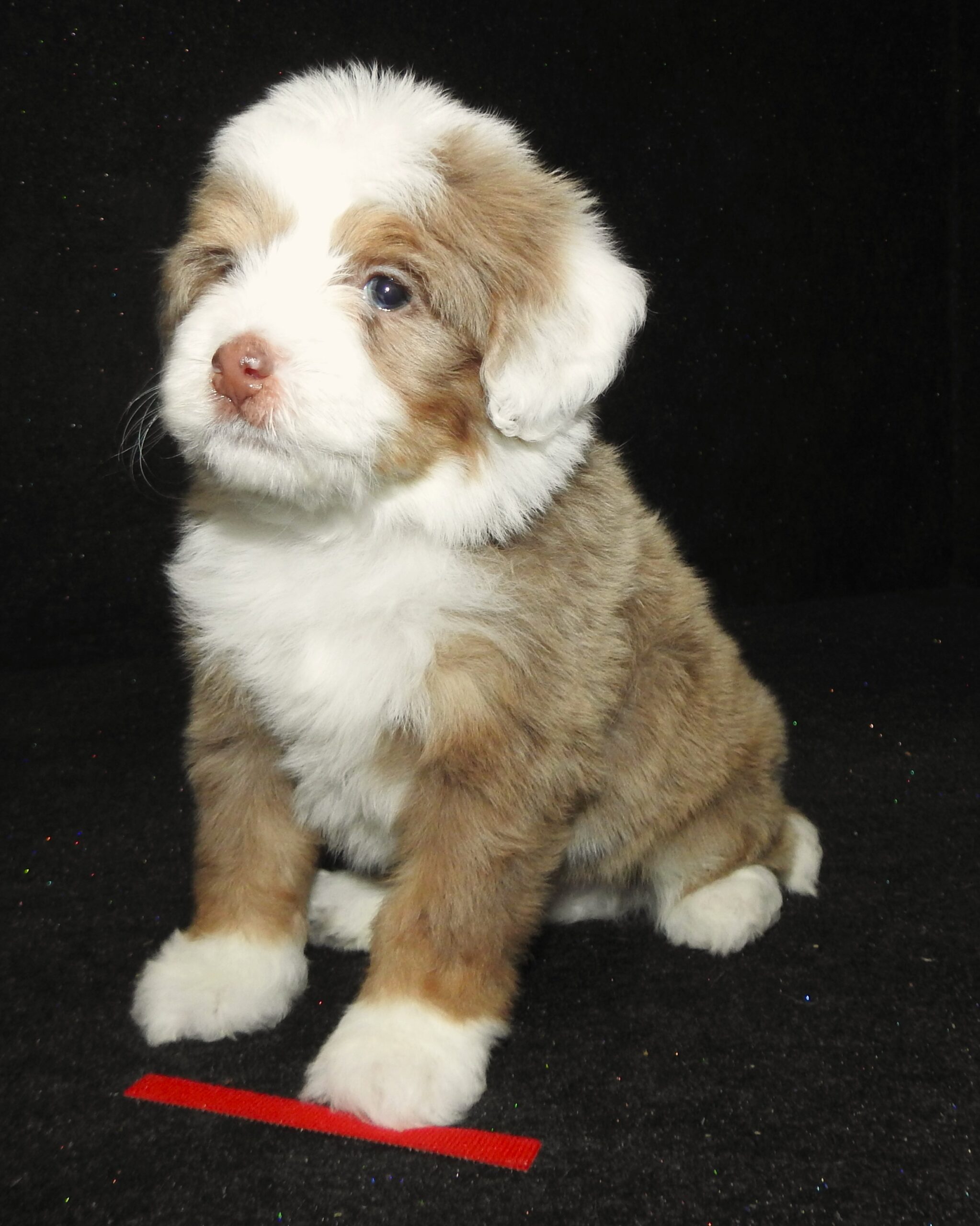 Pierce-2025 - Dog Gone Doodles