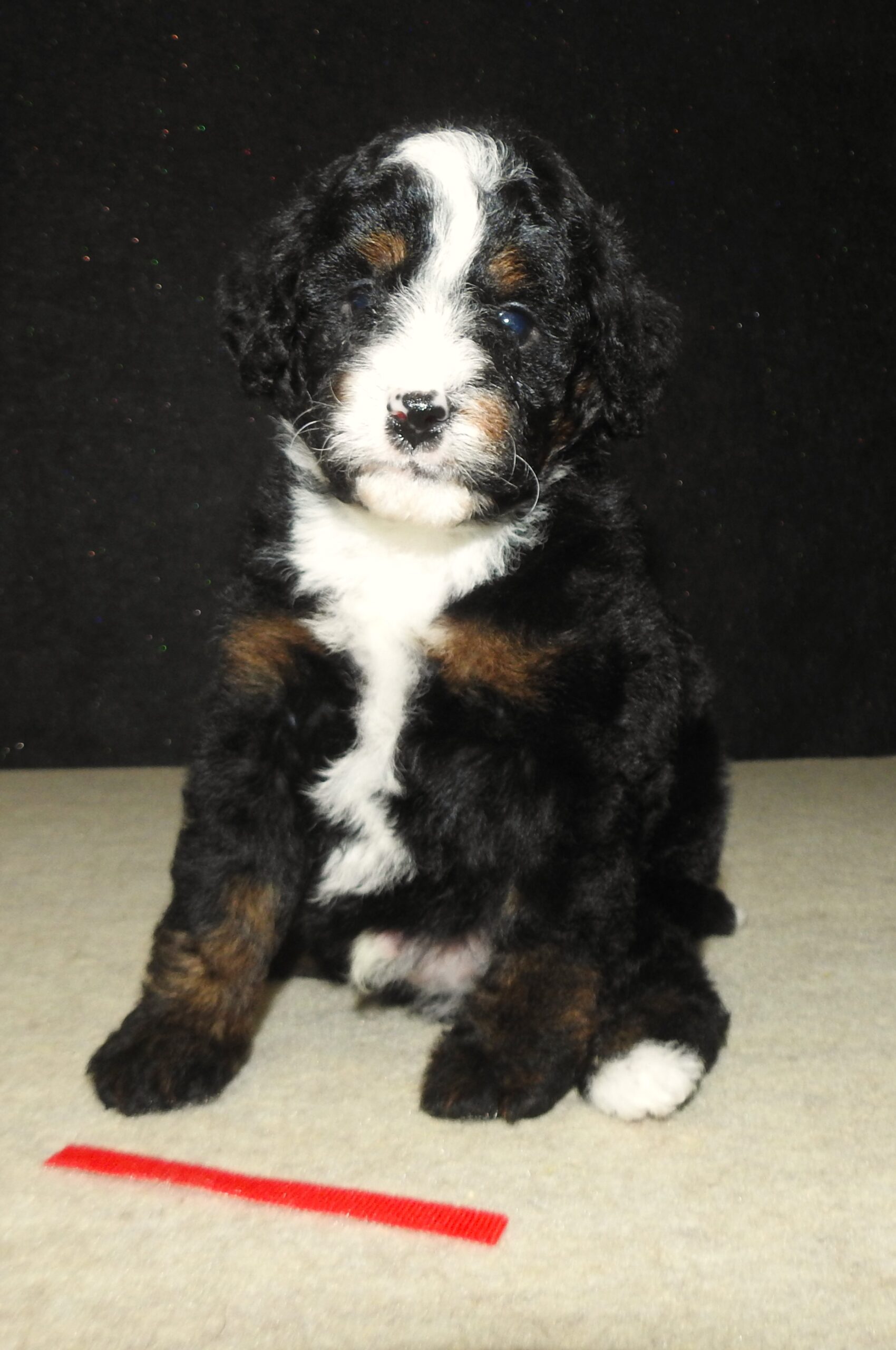 Aaron-25 - Dog Gone Doodles