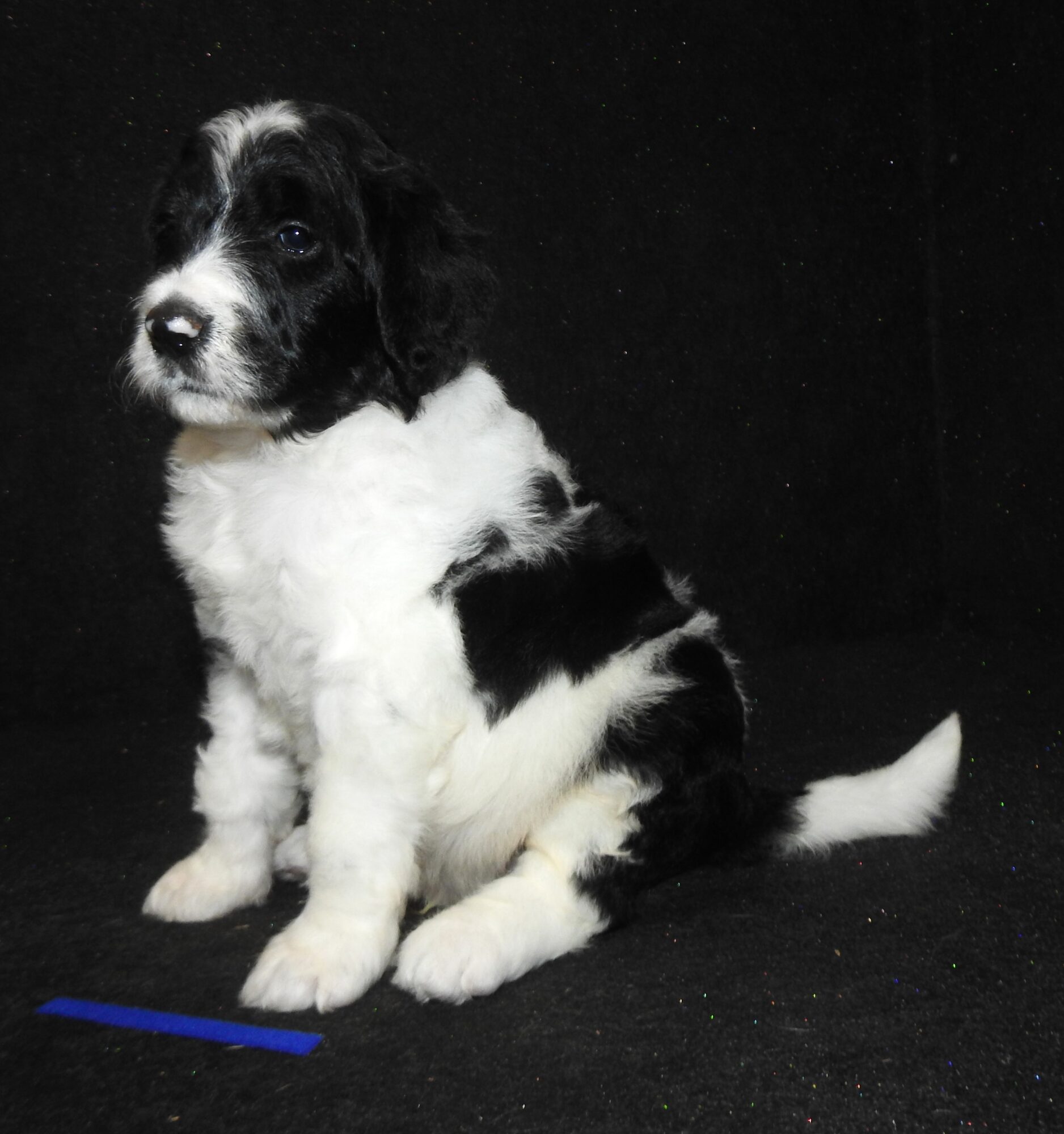 Roger-25 - Dog Gone Doodles