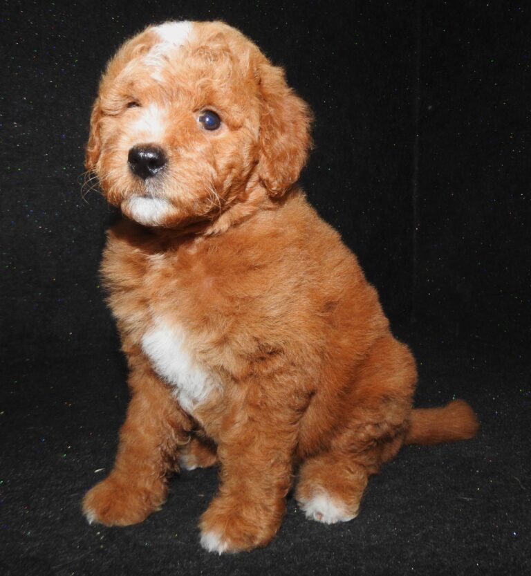 Madi-12-25 - Dog Gone Doodles